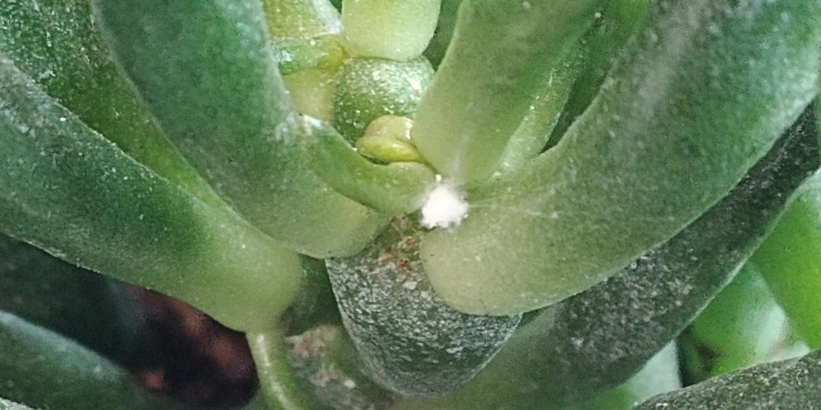 Copacul banilor (crassula ovata) - îngrijire, înmulțire, plantare