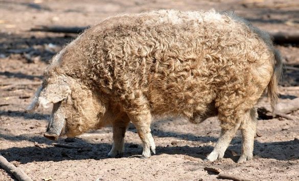 Porcul domestic - totul despre rasele de porci