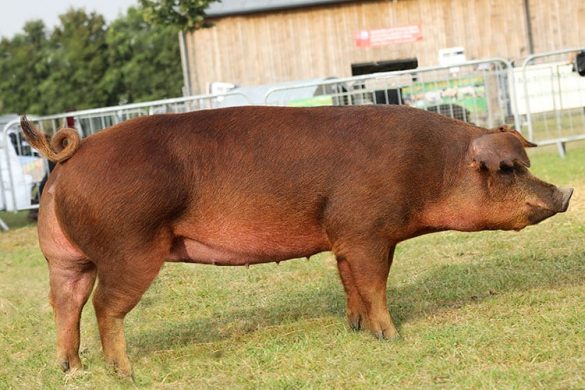 Porcul domestic - totul despre rasele de porci