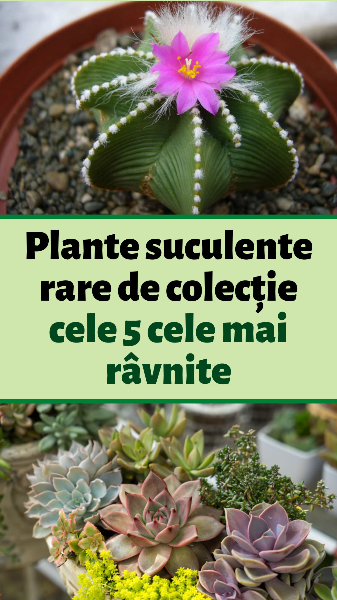 Plante suculente rare de colecție: cele 5 cele mai râvnite