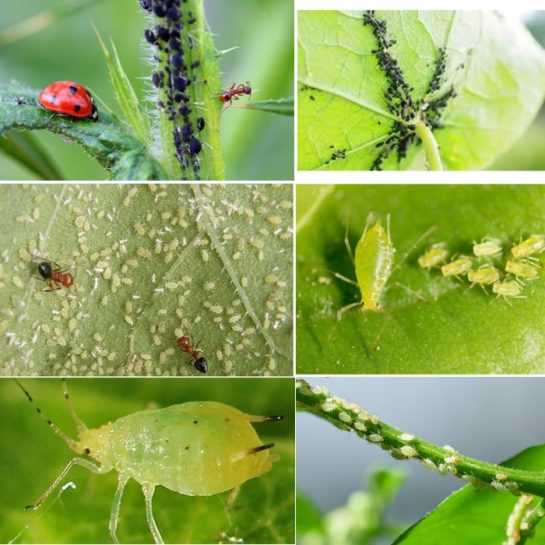 Combaterea afidelor: 3 rețete naturale de insecticid