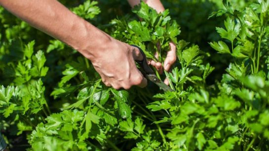 Cultivare pătrunjel: sfaturi pentru a-l face să crească la infinit