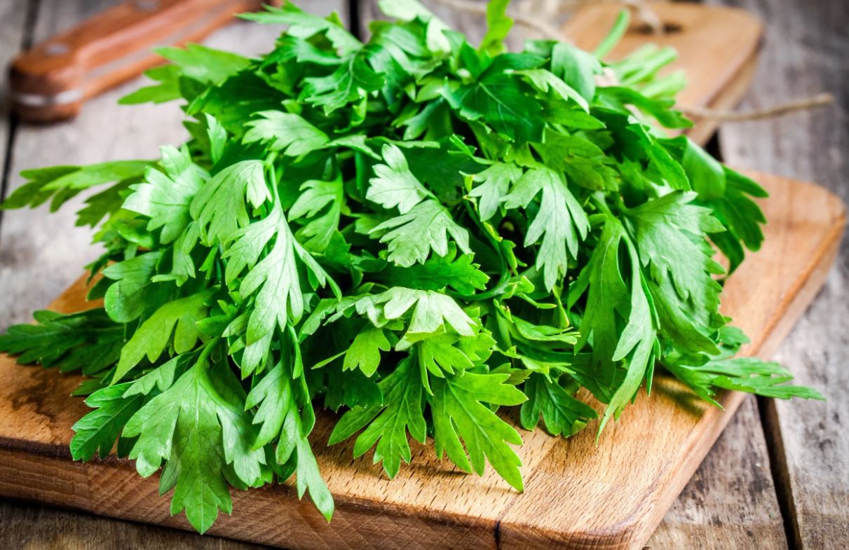Cultivare pătrunjel: sfaturi pentru a-l face să crească la infinit