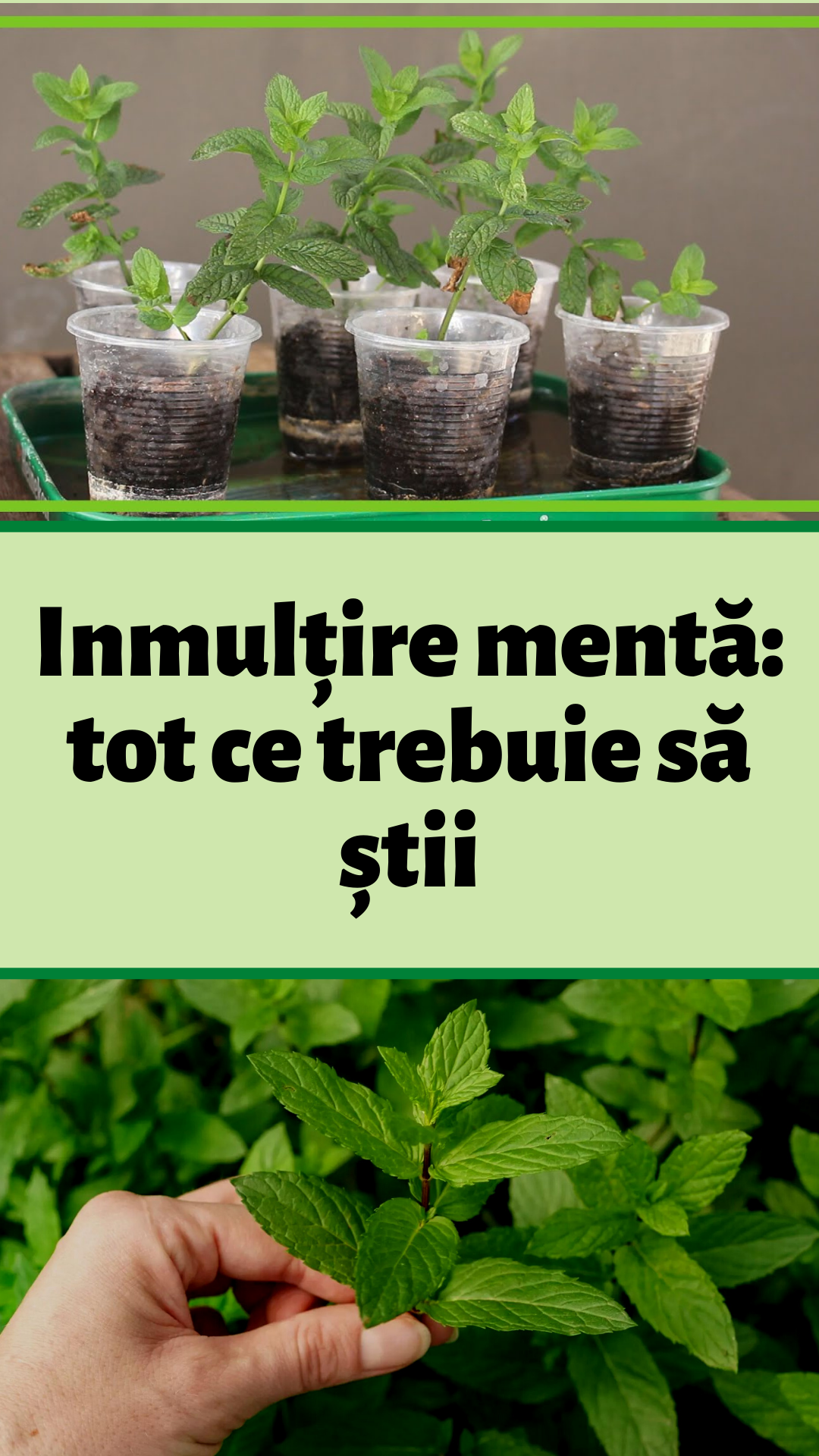 Inmulțire mentă: tot ce trebuie să știi