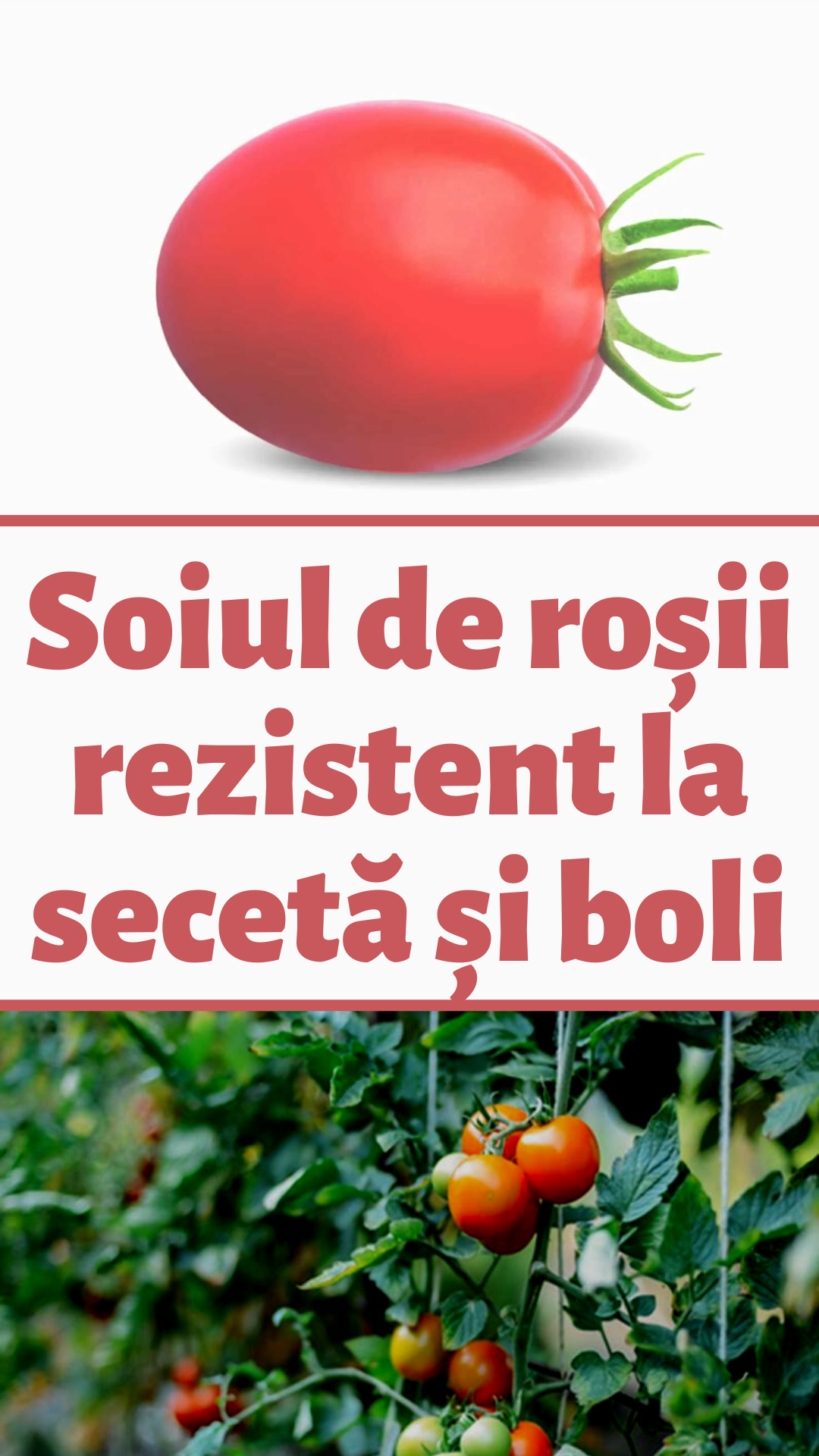 Soiul de roșii rezistent la secetă și boli