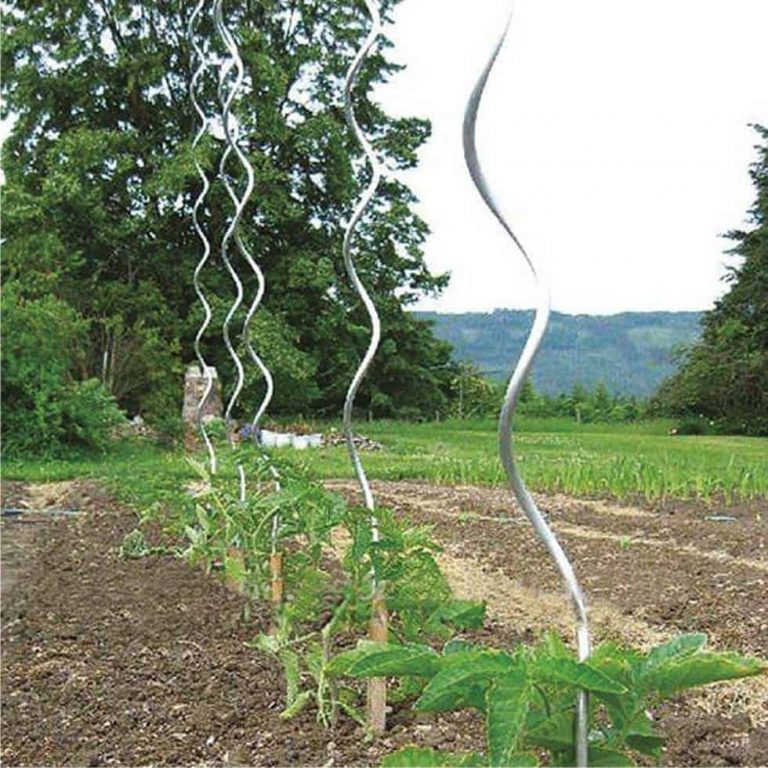 Palisarea roșiilor: cum se leagă roșiile