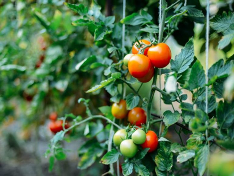 Soiul de roșii rezistent la secetă și boli