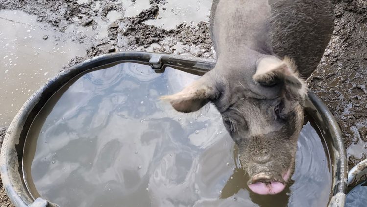 Ce se da la porci pentru pofta de mancare. Sfaturi utile despre ...