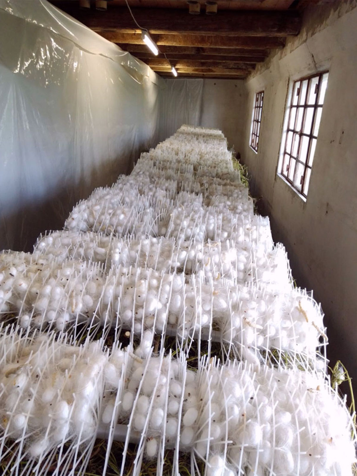 Viermele de mătase, totul despre acest mic țesător cândva foarte prețios