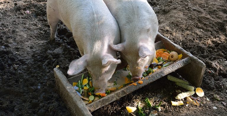 Ce se da la porci pentru pofta de mancare. Sfaturi utile despre ...
