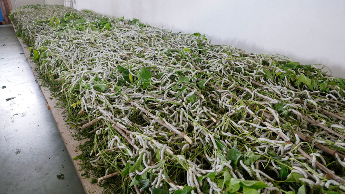 Viermele de mătase, totul despre acest mic țesător cândva foarte prețios